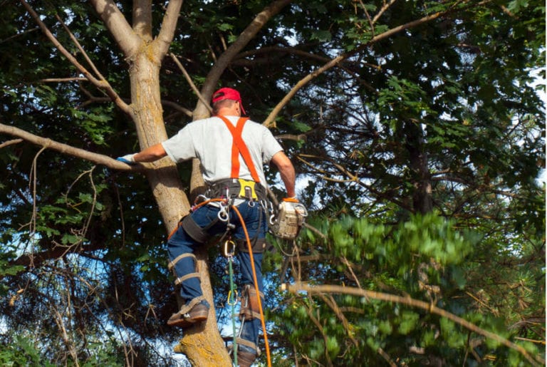 Tree Service Workers Compensation - Coastal Work Comp Brokers